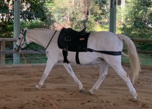 Equicore Concepts Equiband - Arundel Park Riding for Disabled Inc.